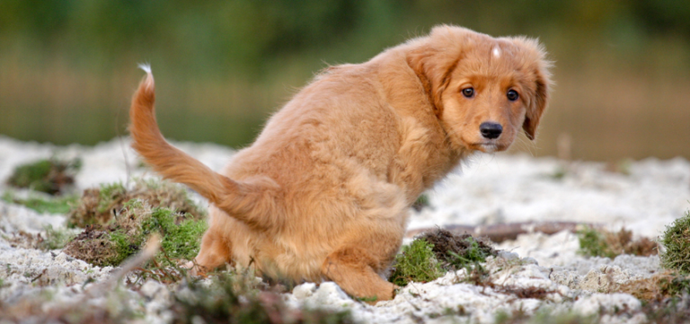Fokkerslijst – Nova Scotia Duck Tolling Retriever Club Nederland